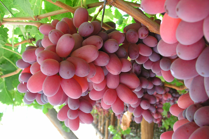 Grape Varieties | ASV Farms