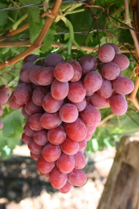 Grape Varieties | ASV Farms