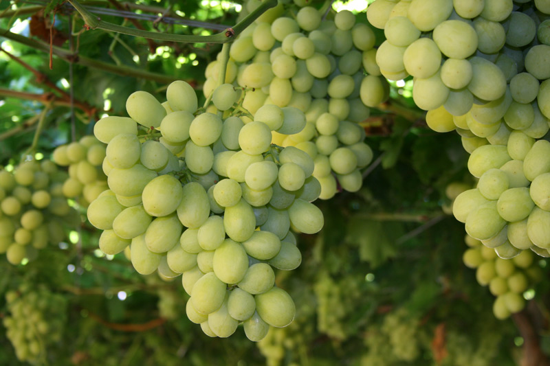 Grape Varieties | ASV Farms